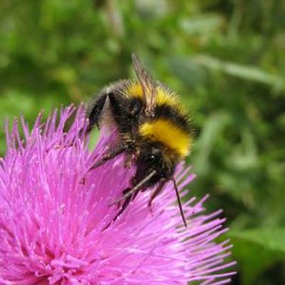 Bumblebee - KDE Store