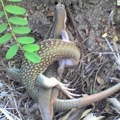 SuSE Reproduction - KDE Store