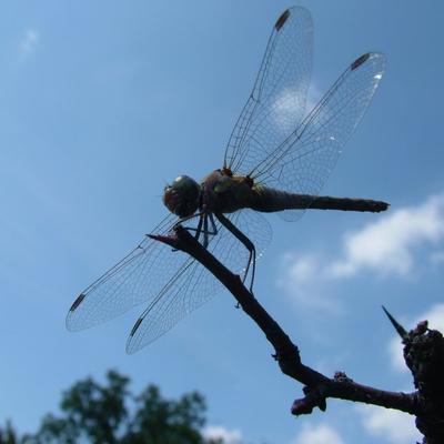 Dragonfly - KDE Store