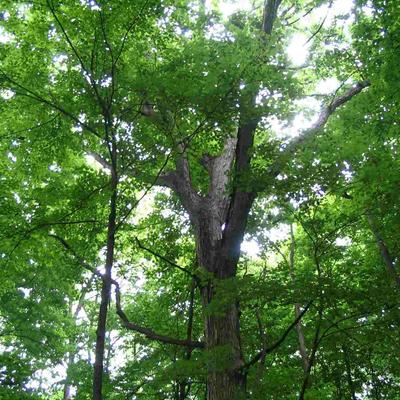 Forest Tree - KDE Store