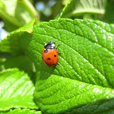 Yet another Ladybug - KDE Store