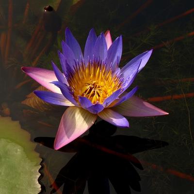 Water Lily - KDE Store