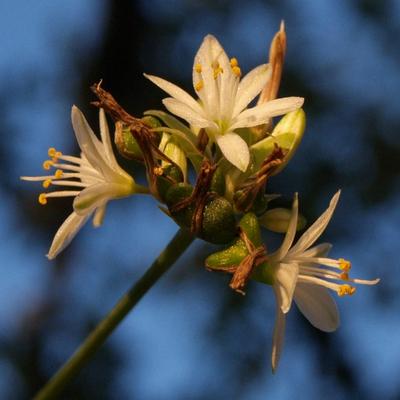 Airplane Blossoms - KDE Store