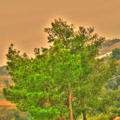 Pino tree on Sunset - addons.videolan.org