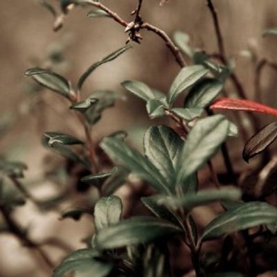 Red Leaf - KDE Store