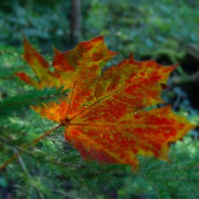 Red Leaf - KDE Store