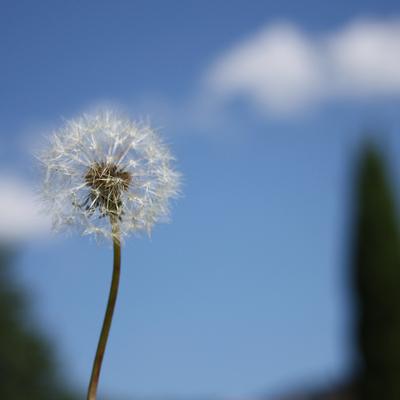 Dandelion - KDE Store