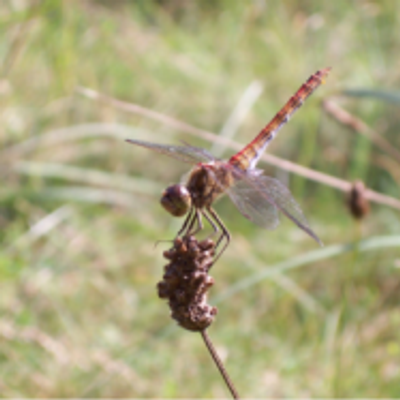 A Dragonfly - KDE Store