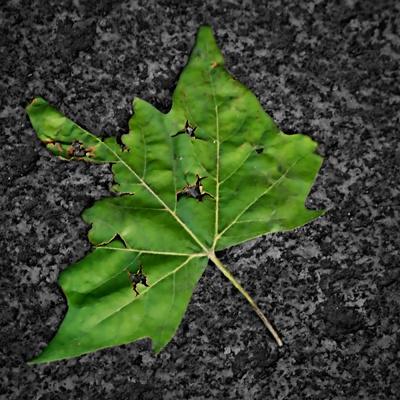 Broken leaf - KDE Store