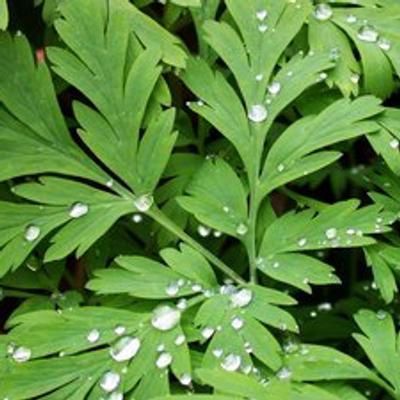 raindrop - KDE Store