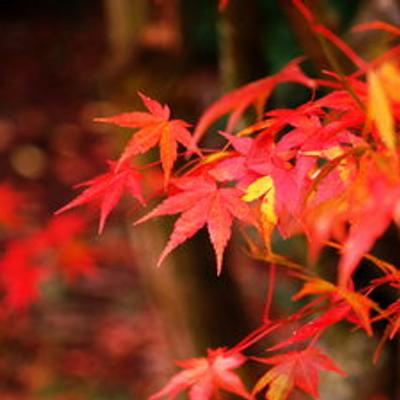 maple of november - KDE Store