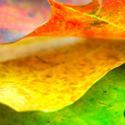 PCLINUXOS - Sunset Leafs - KDE Store