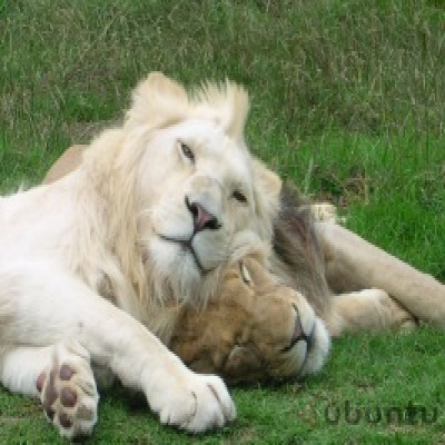 ubuntu lions - KDE Store