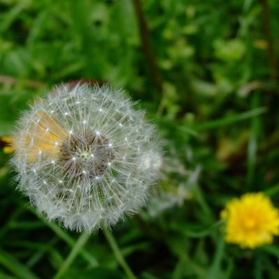 Dandelion 1 - KDE Store