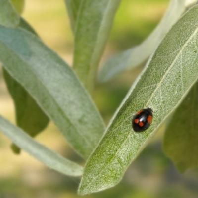 black ladybug on willow - KDE Store