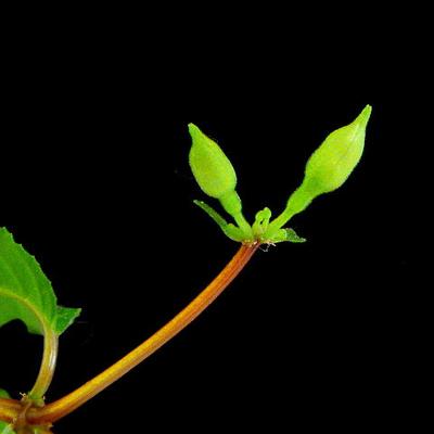 Fuchsia 3 - KDE Store