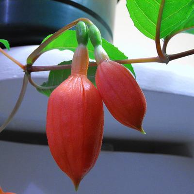 Fuchsia 5 - KDE Store