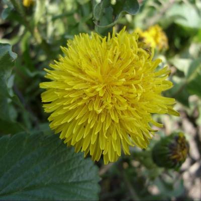 Dandelion - KDE Store