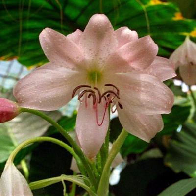 Tropical blossom - KDE Store