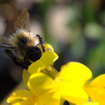 bee & flower - KDE Store