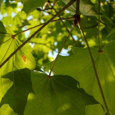 leafs in the sunlight - KDE Store