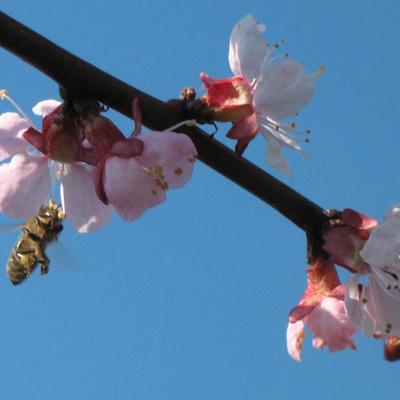 Polish bee - KDE Store