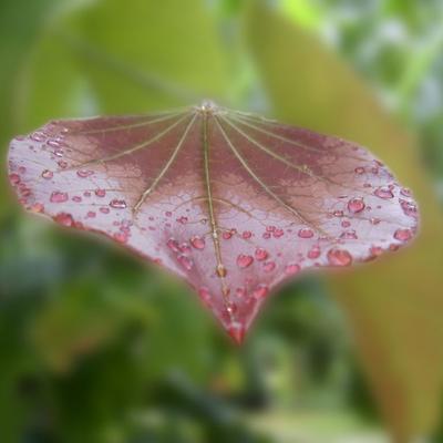 Red Leaf - KDE Store