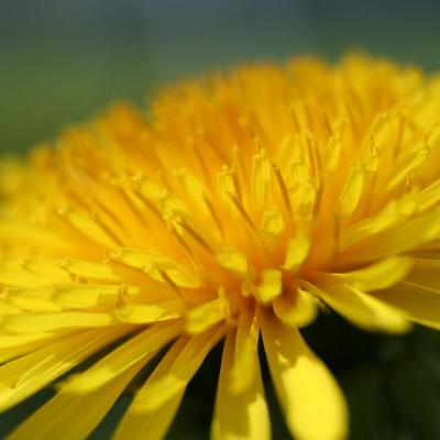 dandelion - KDE Store