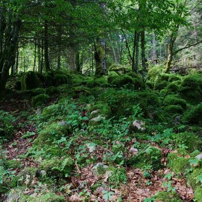 green Cansiglio forest - KDE Store