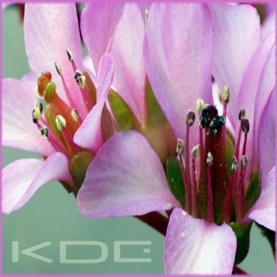 kde flowers - KDE Store