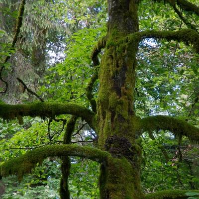 Tree in the Cansiglio forest - KDE Store