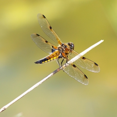 Dragonfly or - KDE Store