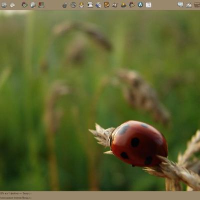ladybug - KDE Store