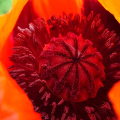 close-up - KDE Store