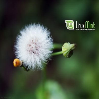 Dandelion 1280x1024 - KDE Store