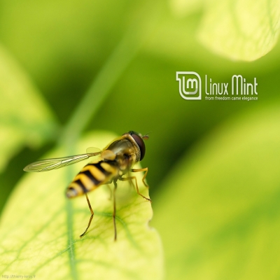 Bee 1280x1024 - KDE Store