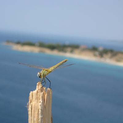 Dragonfly - KDE Store