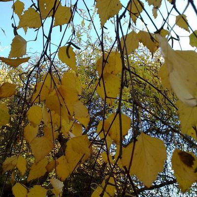 tiny & yellow - KDE Store