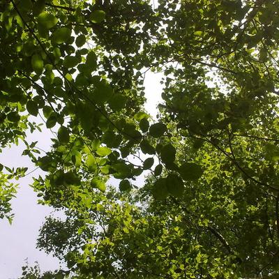 summer leafs - KDE Store