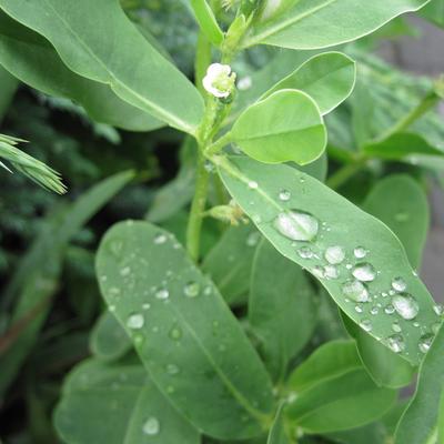 Drops on the Leaf - KDE Store