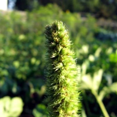 Green plant - KDE Store