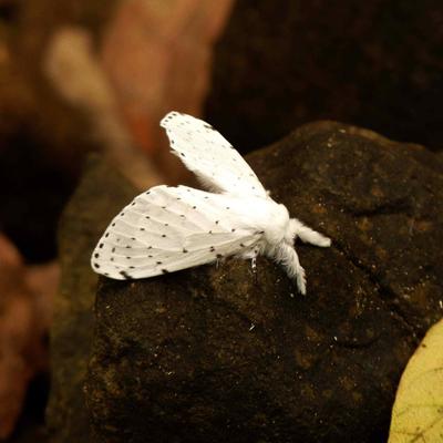 White Moth Wallpaper - KDE Store