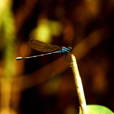 nature wallapaper blue dragonfly - KDE Store