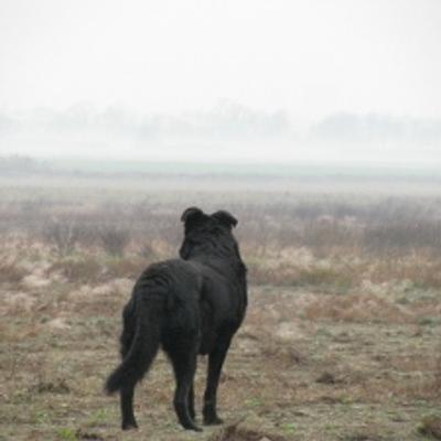 The Mist - KDE Store