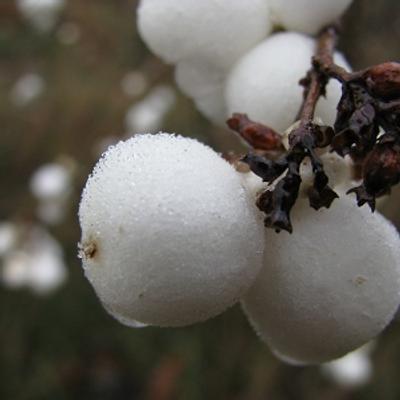 Winter_Raindrops - KDE Store