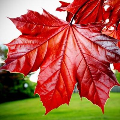 Red leaf - KDE Store