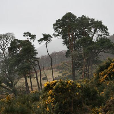 Long trees - KDE Store