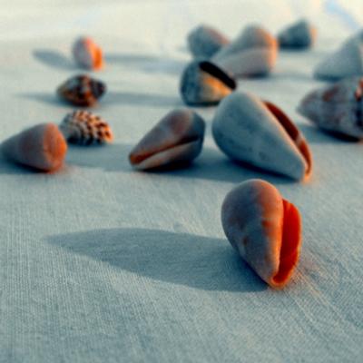 Abstract Shells - KDE Store