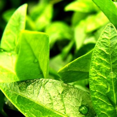 Green Leaves - KDE Store