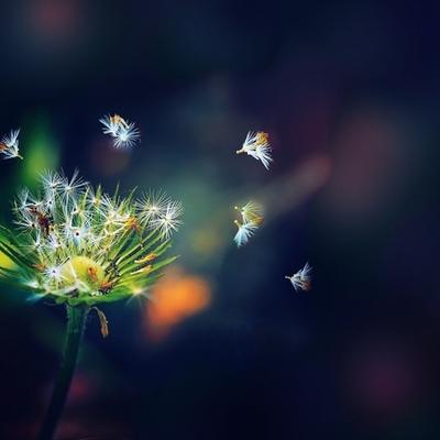 Flowers Plants Dandelions (1920x1080) - KDE Store